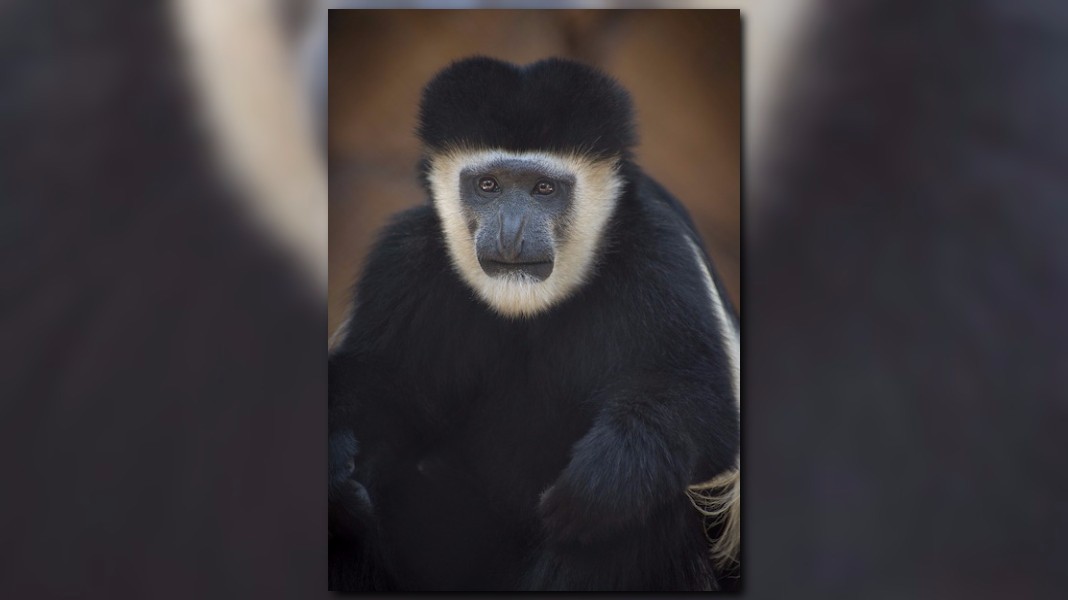 Monkeys miss connecting flight in Denver | 9news.com