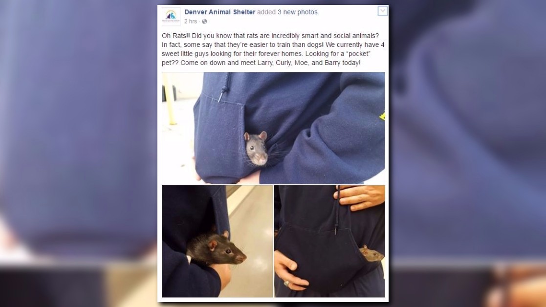 You can adopt rats at the Denver Animal Shelter | 9news.com