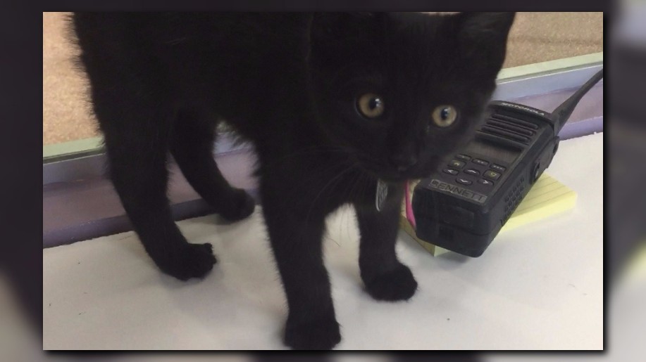 Kitten rescued from sewer pipe almost ready for adoption | 9news.com