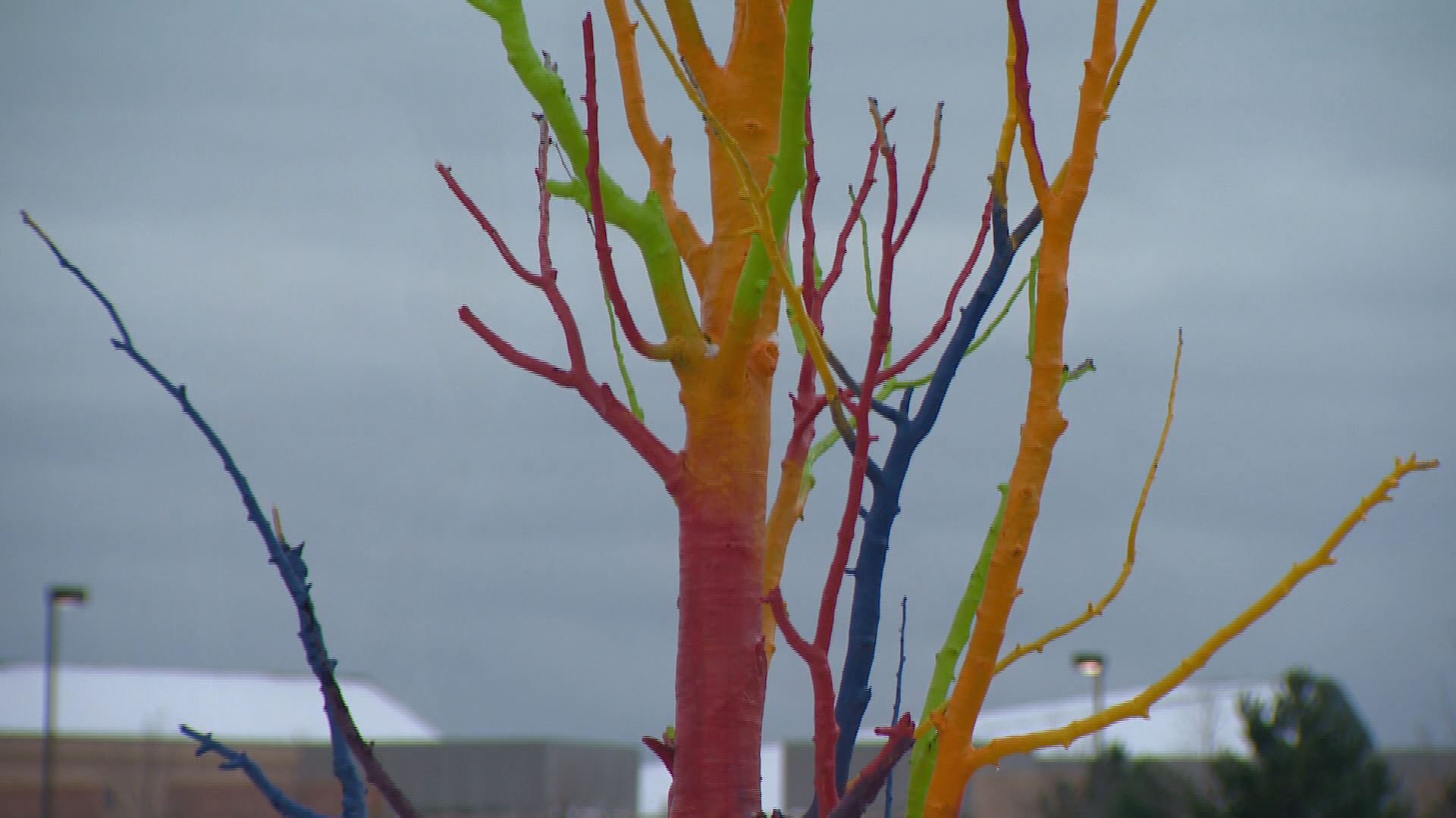 Tie-dye tree has unexpected and touching backstory | 9news.com