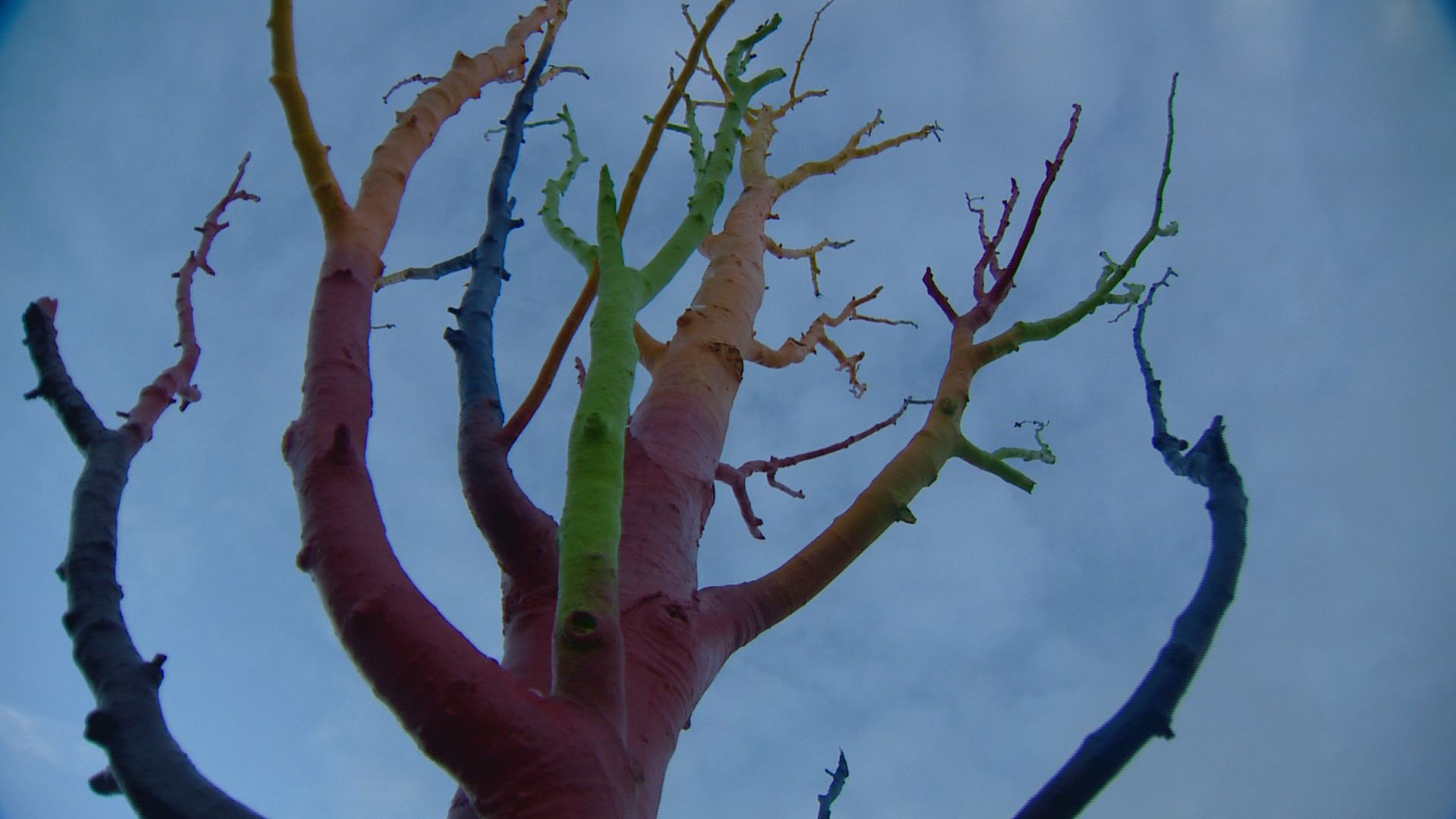 Tie-dye tree has unexpected and touching backstory | 9news.com