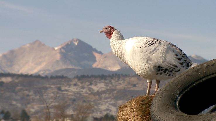 Yes, you can ship live birds through the U.S. Postal Service | 9news.com
