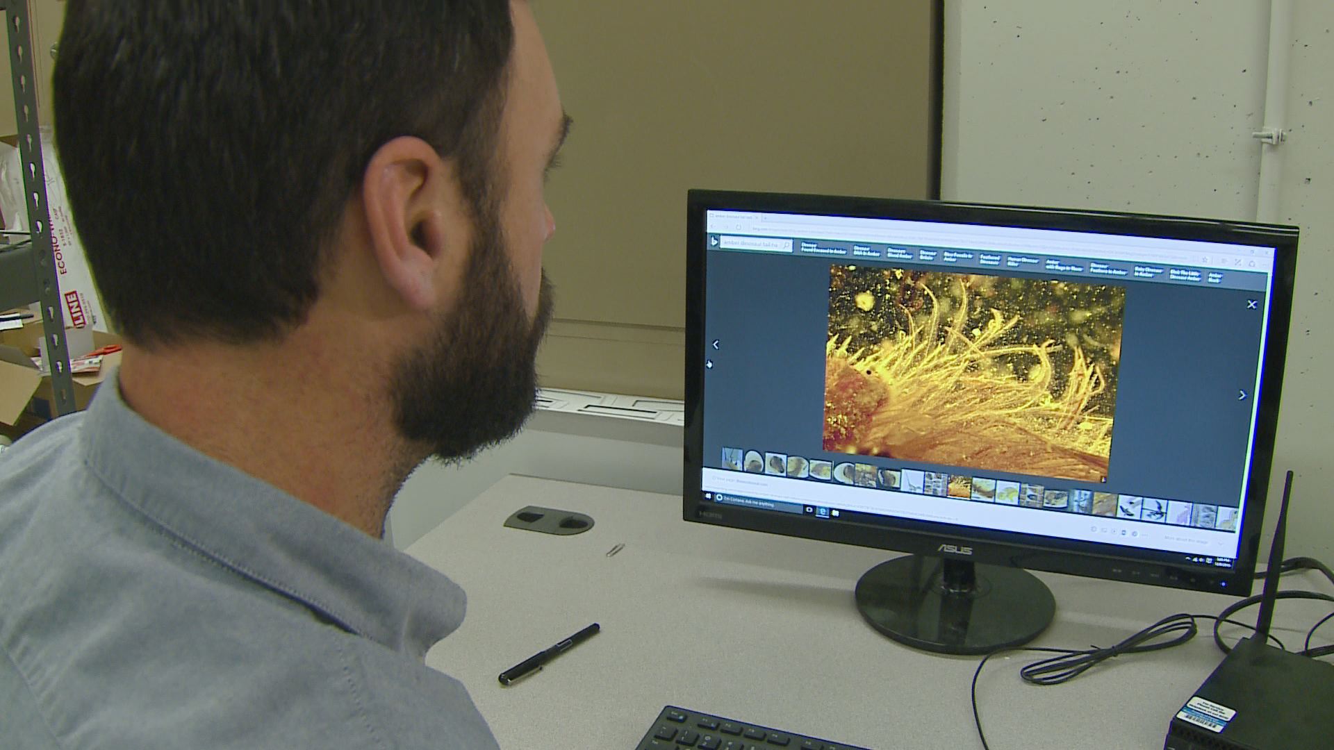 First dinosaur tail preserved in amber discovered | ksdk.com