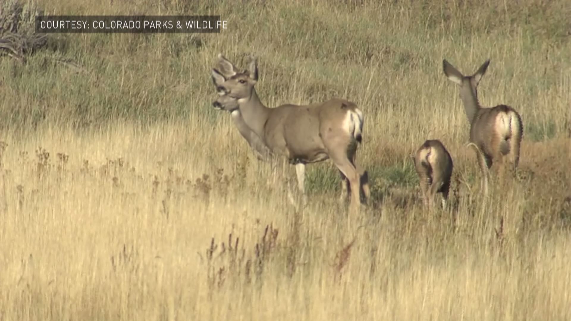 Predator control experiment to move forward | 9news.com