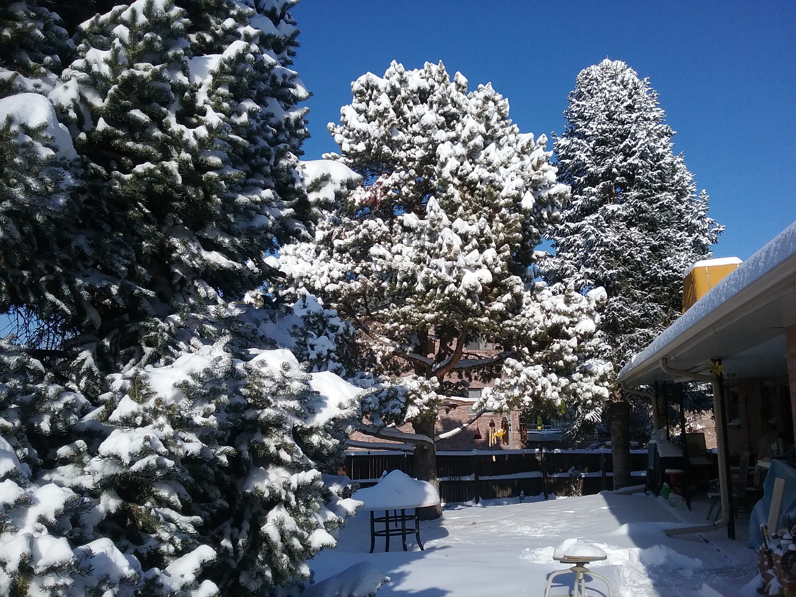 Denver's tree care: how to get rid of snow and get rid of trees and ...