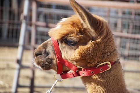Alpaca found wandering alone now recovering from eye surgery | 9news.com
