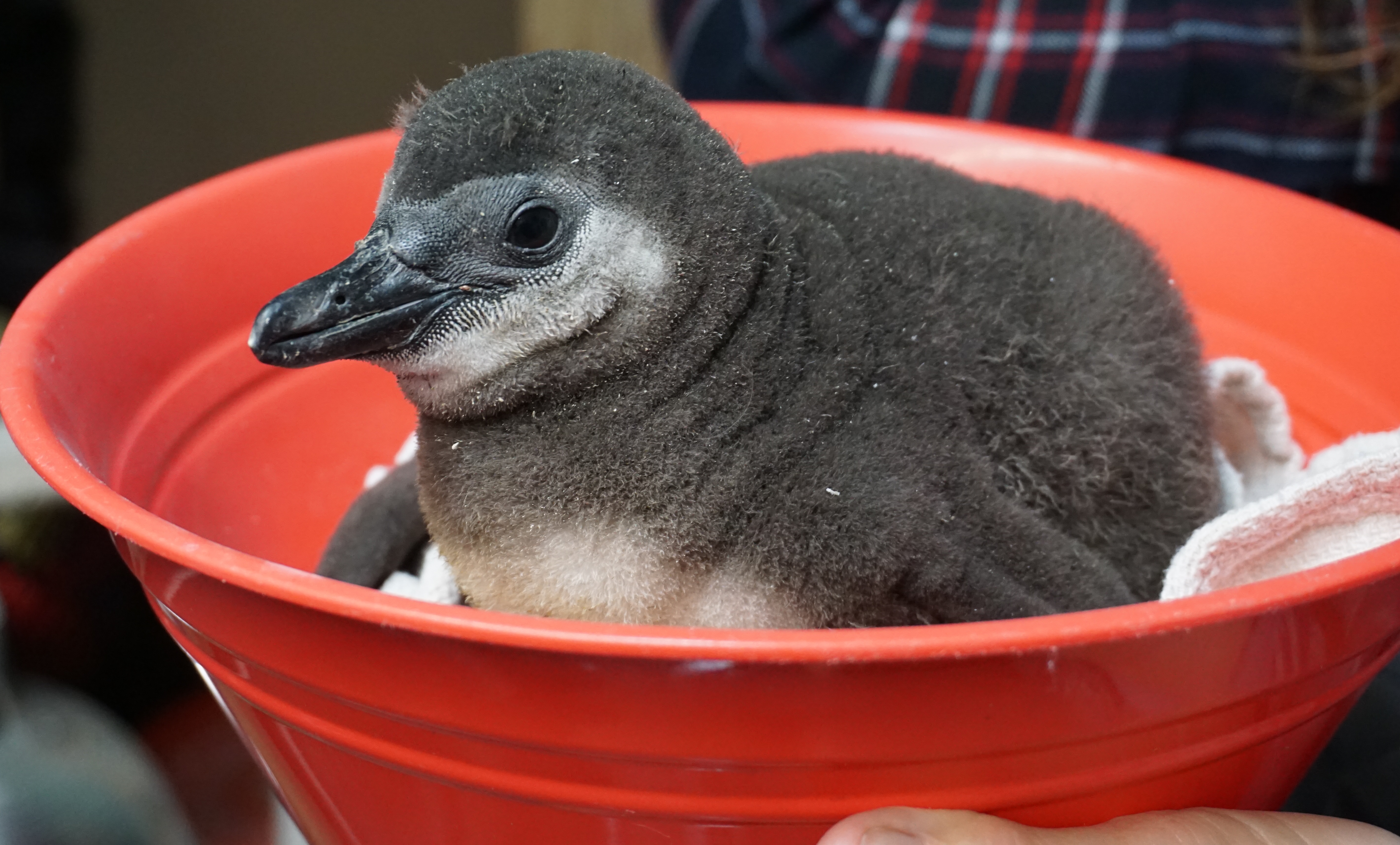 How a little penguin chick in Colorado Springs is defying the odds ...