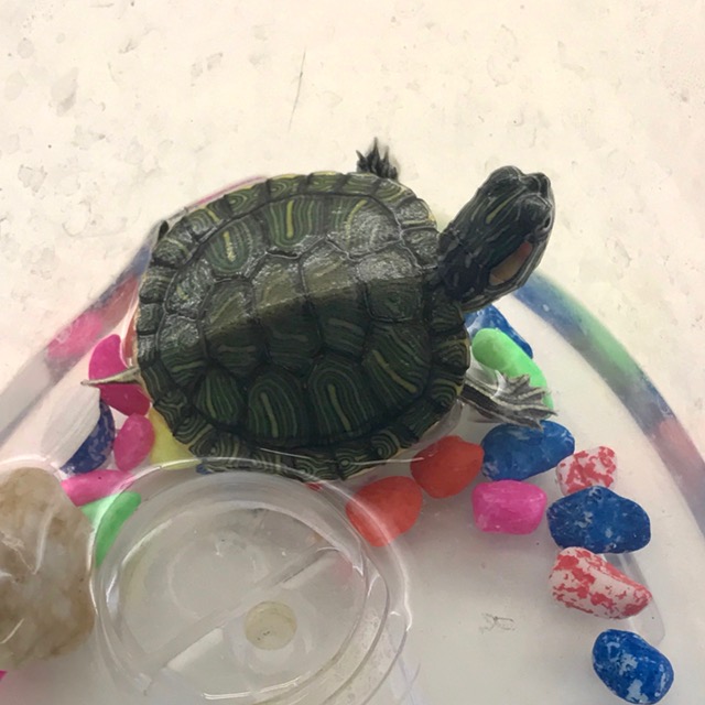 Crews rescue pet turtle on Vail Pass after crash | 9news.com
