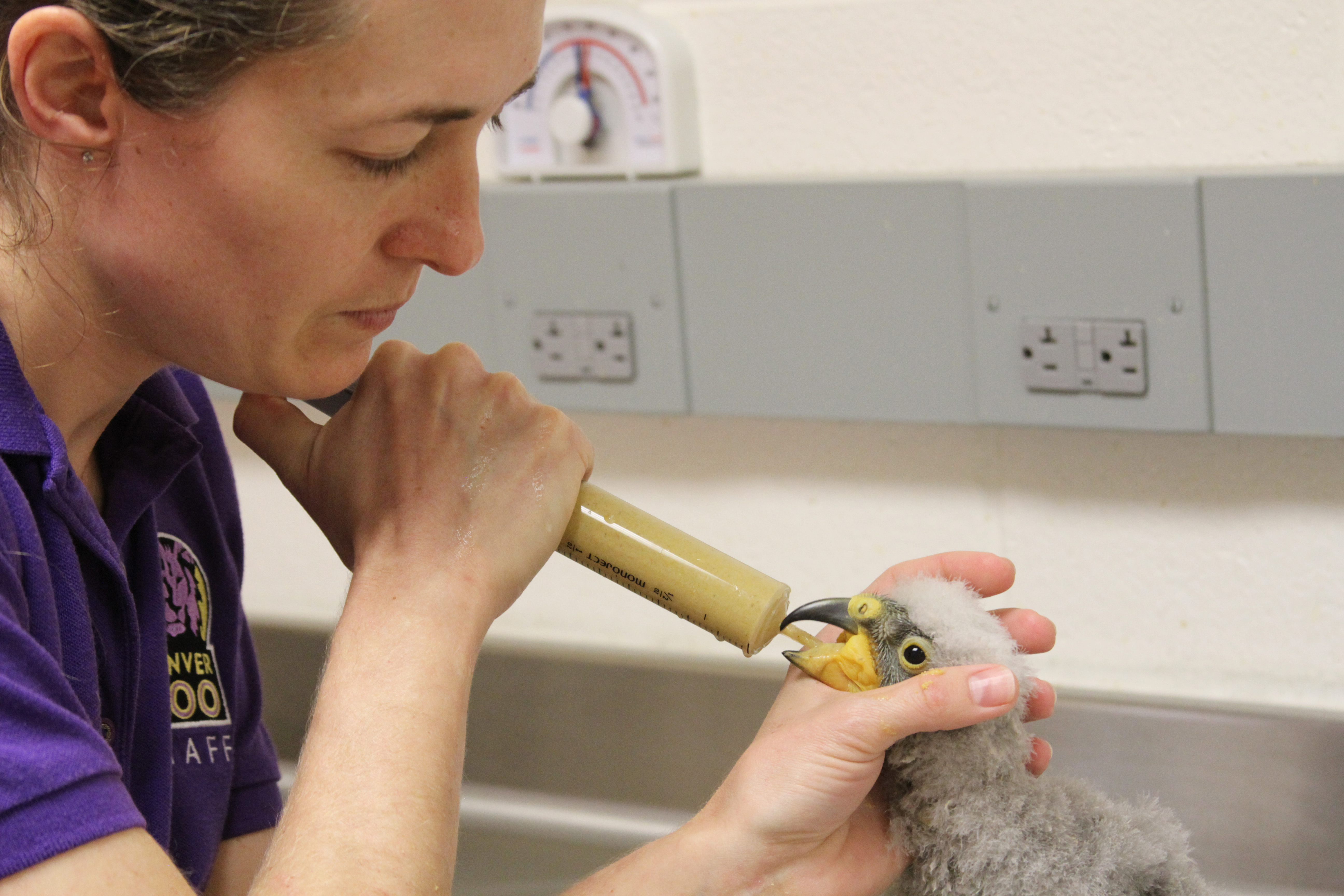The Denver Zoo has officially hatched a kea, which is very fluffy ...