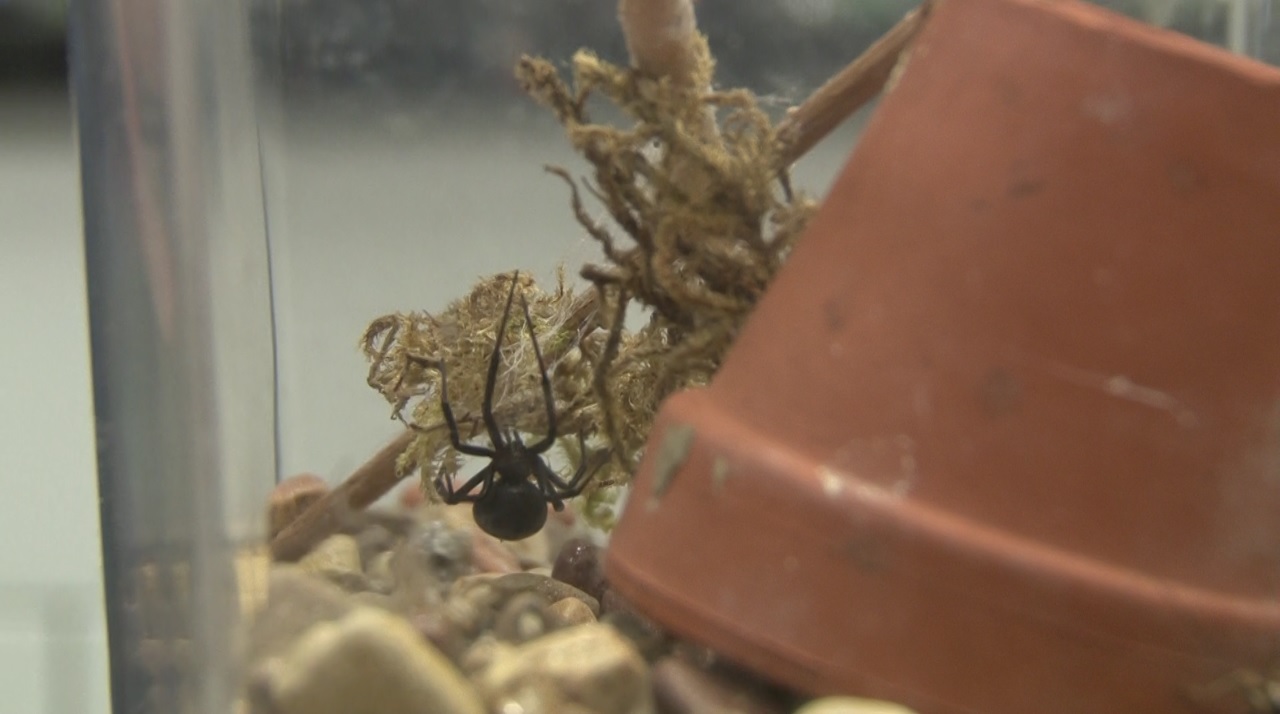 Headline compares spiders' prey to human biomass | 9news.com