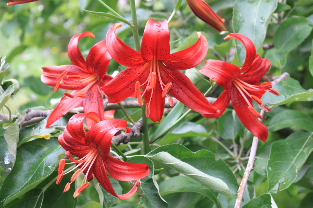 Proctor: Plant lily bulbs now for a colorful summer | 9news.com