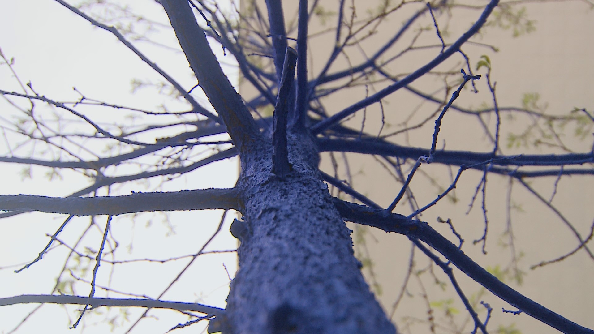 Here's why there are blue trees in Denver | 9news.com