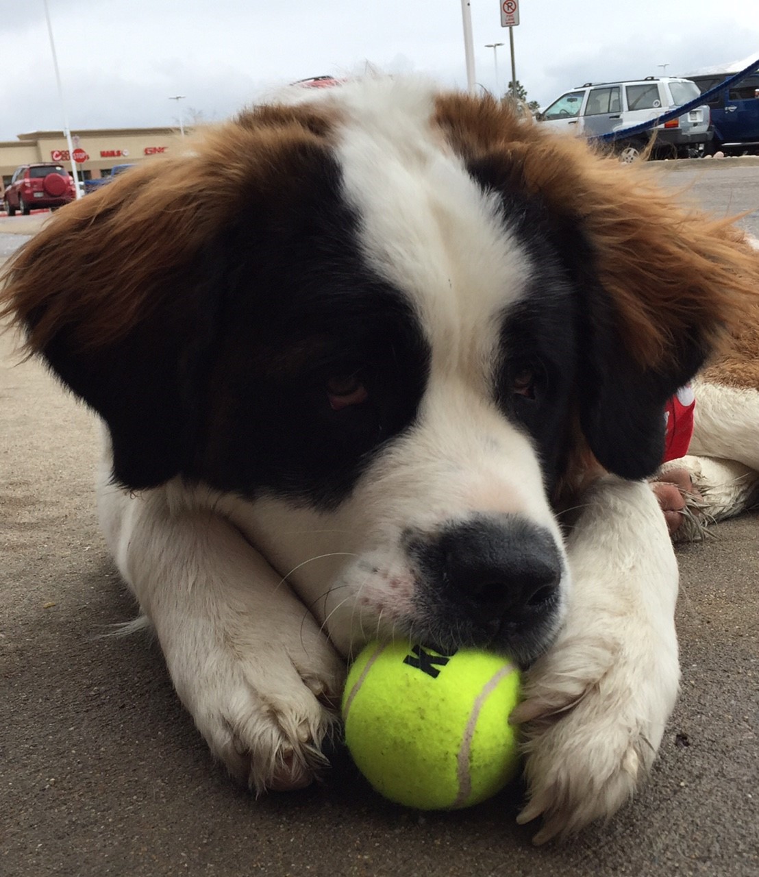 11-month-old Saint Bernard needs a forever home | 9news.com