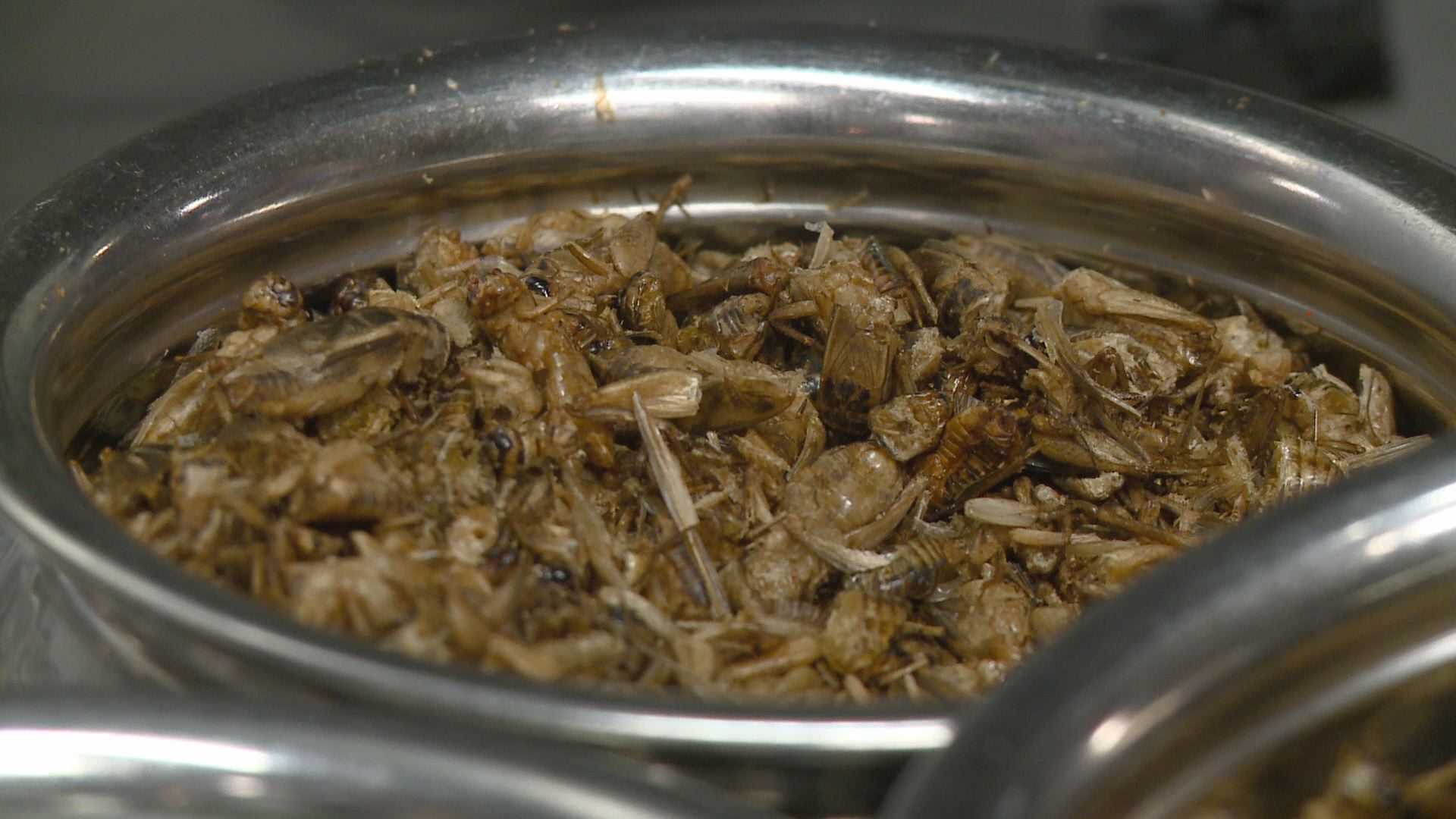 Denver bug farm dedicated to producing food for humans | 9news.com