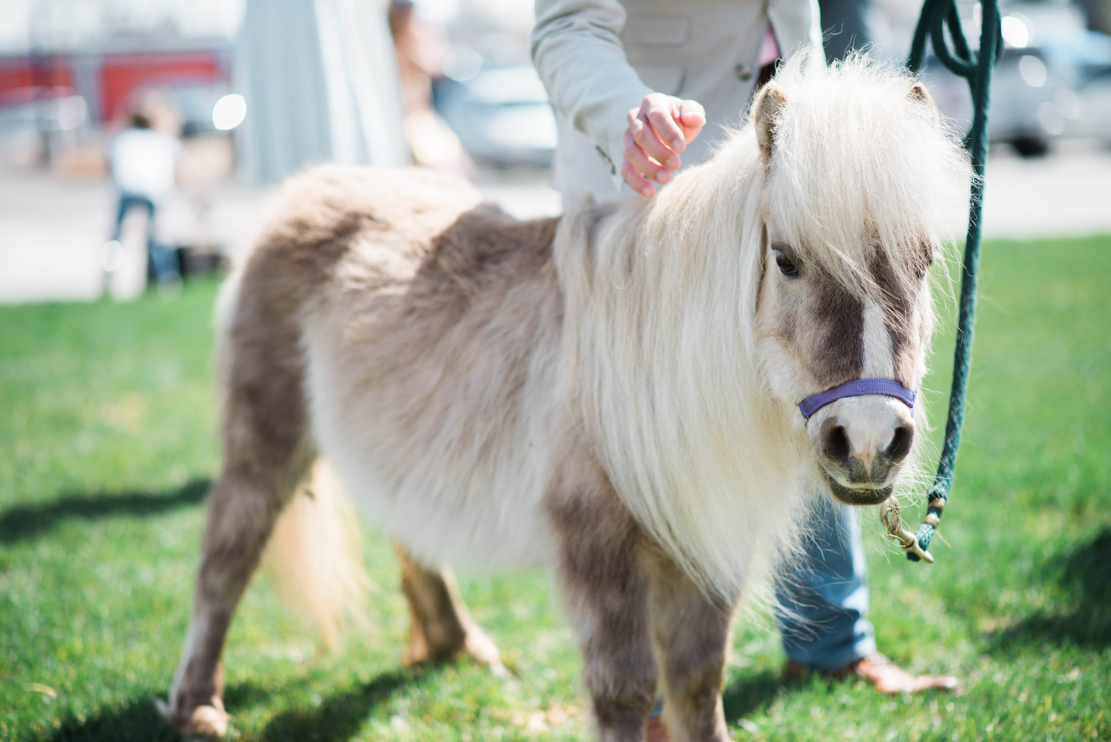 Denver's mini horse derby races for charity on Saturday | 9news.com