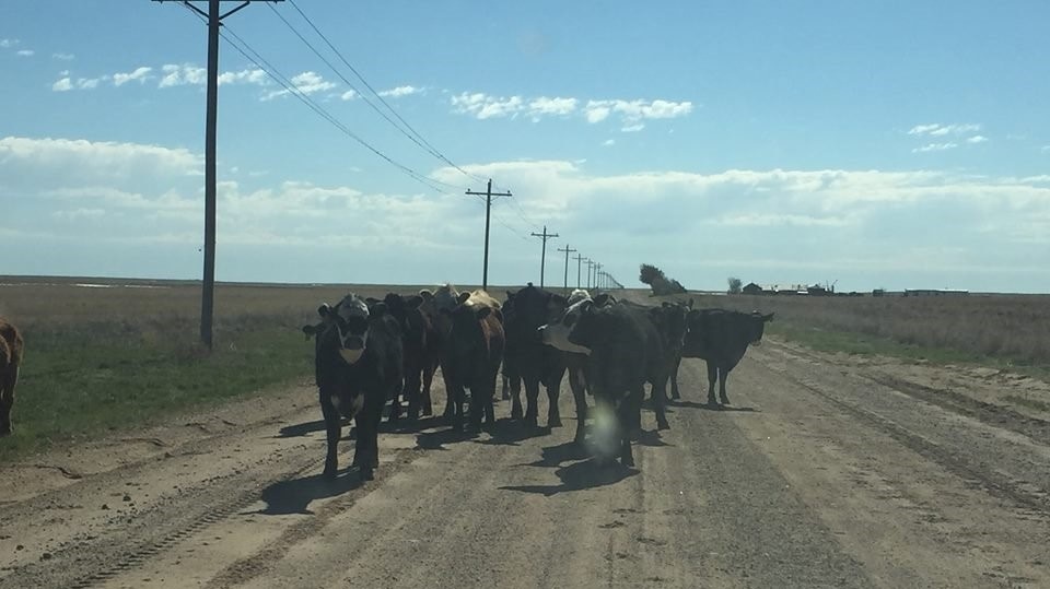 Ranchers using Facebook to help find lost cattle | 9news.com