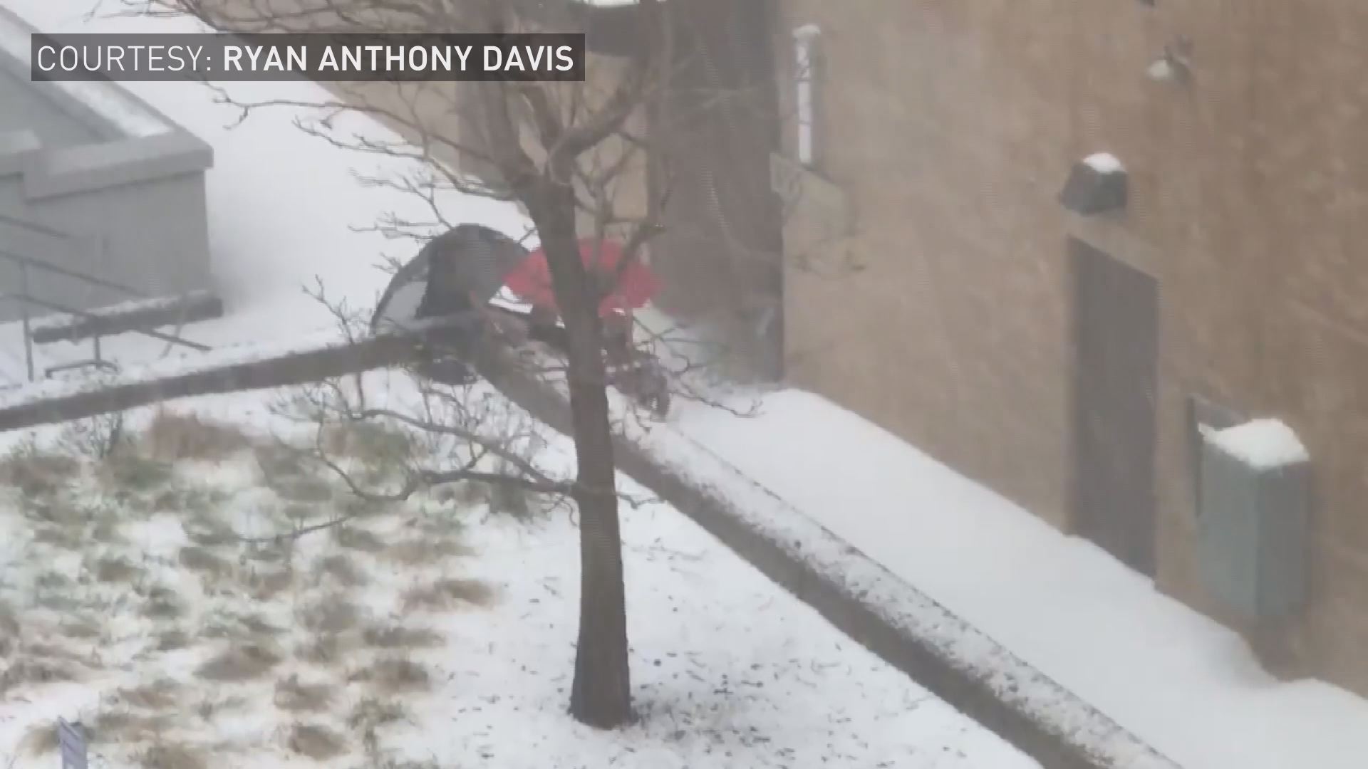 Heroes in Lakewood saved a goose from the hail with an umbrella | 9news.com