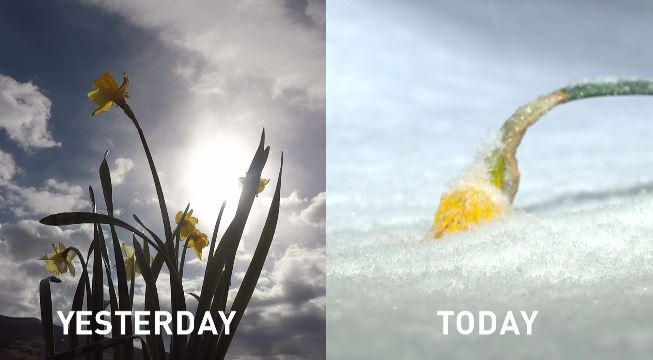 How to protect vulnerable plants | 9news.com