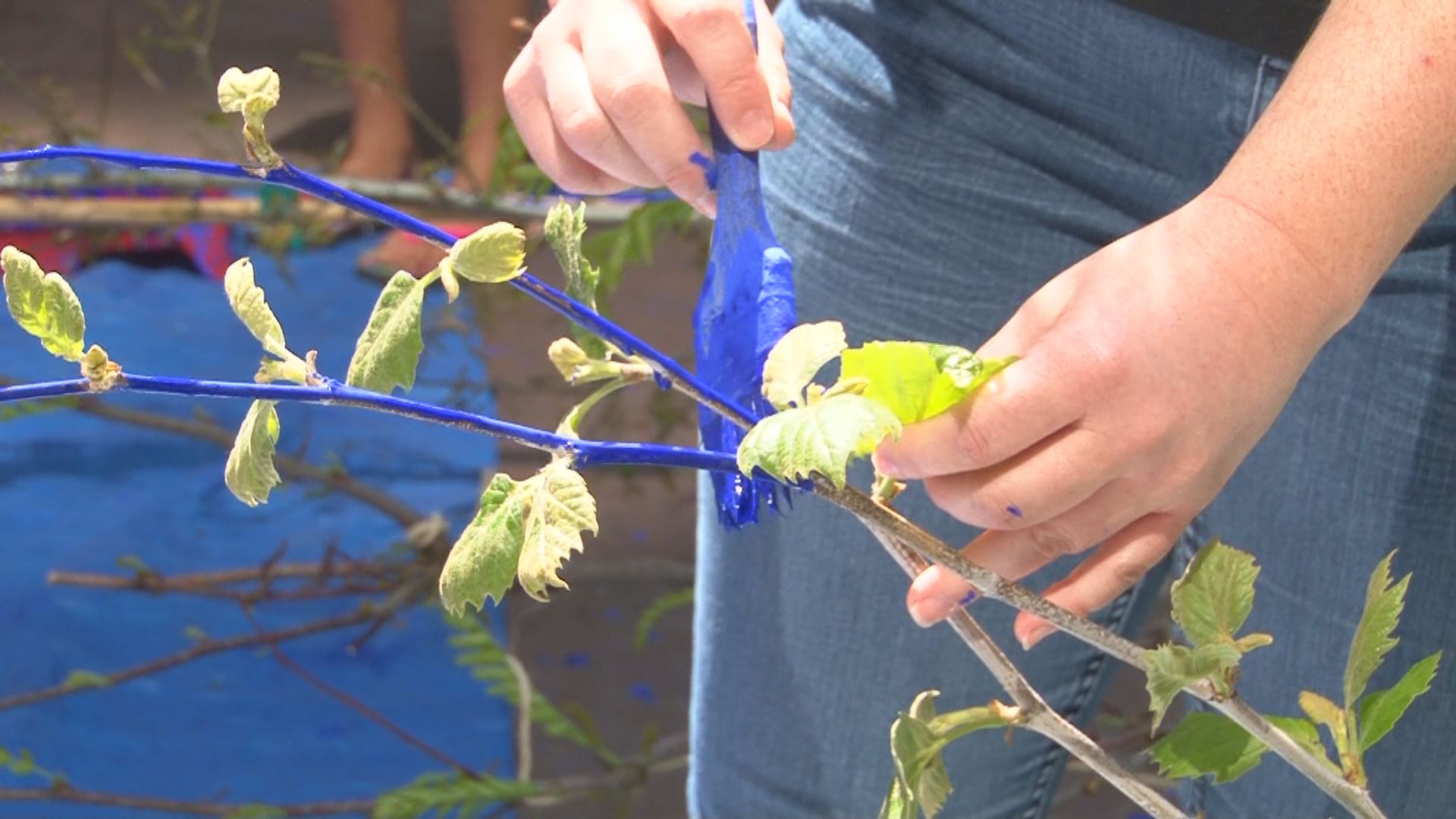 Denver trees go blue to raise awareness for the environment | 9news.com