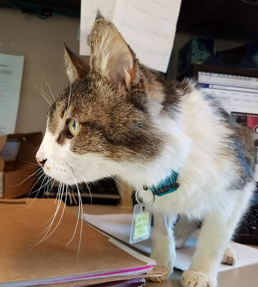 Newton the cat looking for forever home | 9news.com