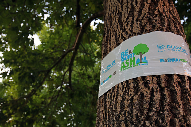 Be a Smart Ash: City of Denver prepares residents to battle destructive ...