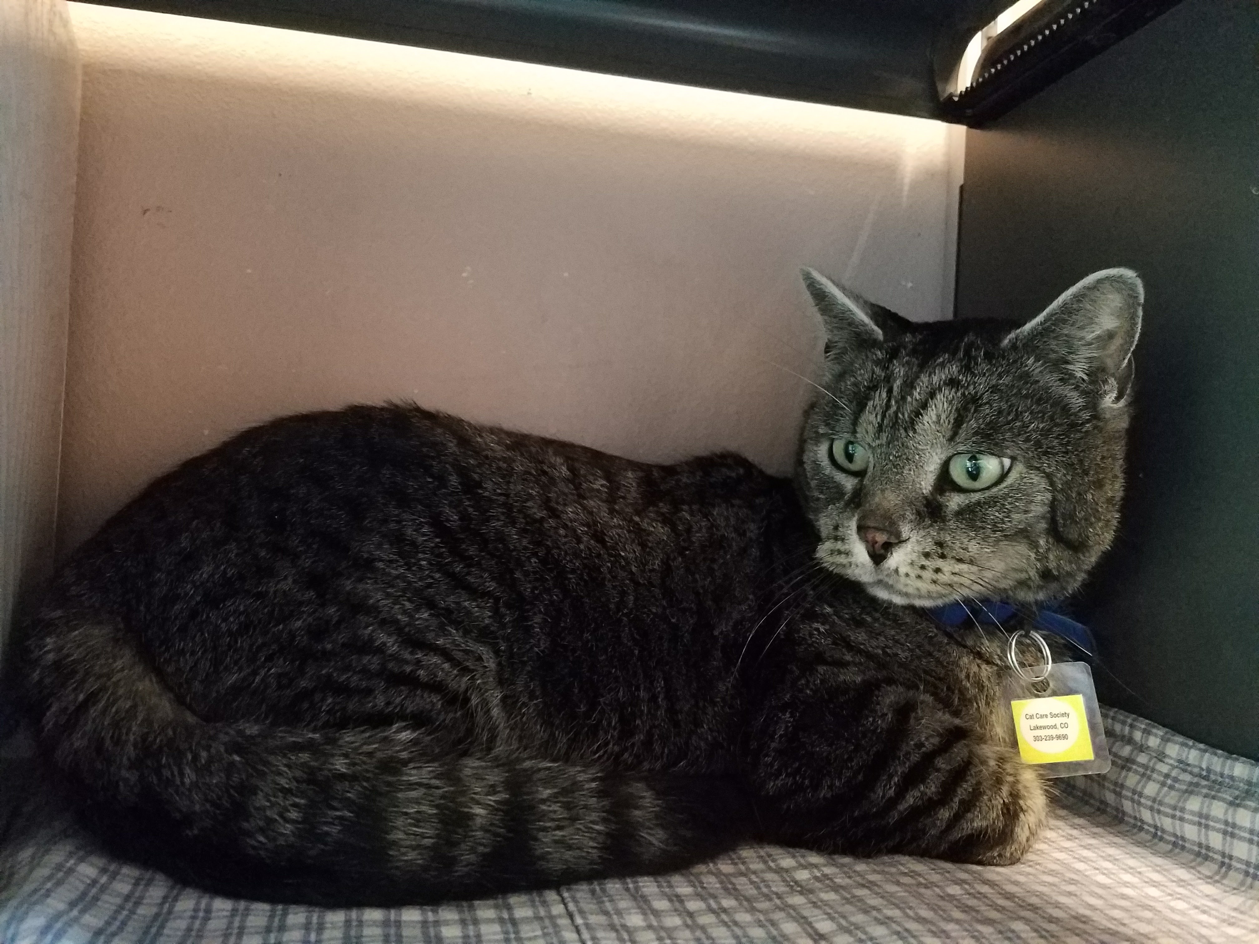 Sundance the cat is looking for a loving home | 9news.com