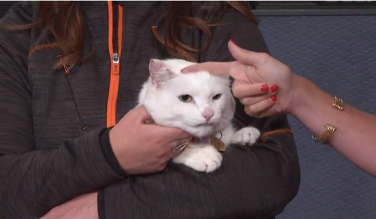 Daisy the cat is looking for a loving lap to call her own | 9news.com
