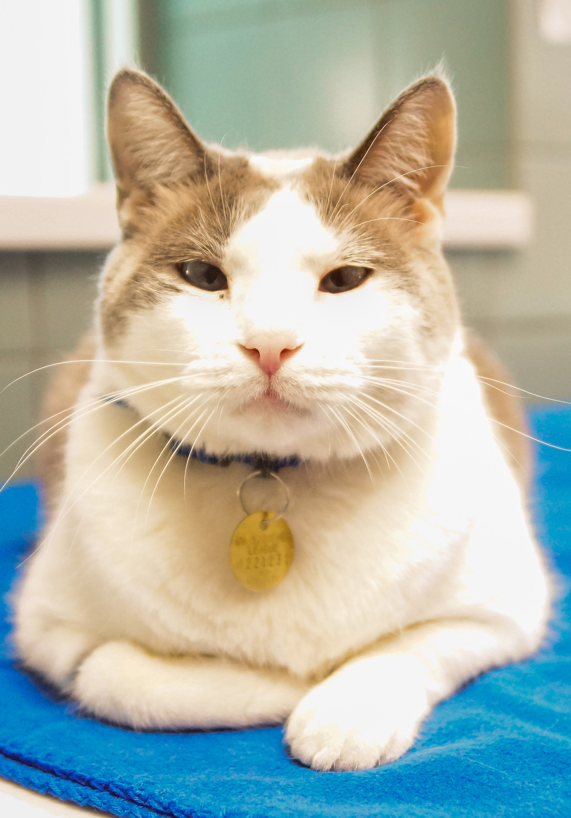 If you love cats -- there's a festival for you in Denver | 9news.com