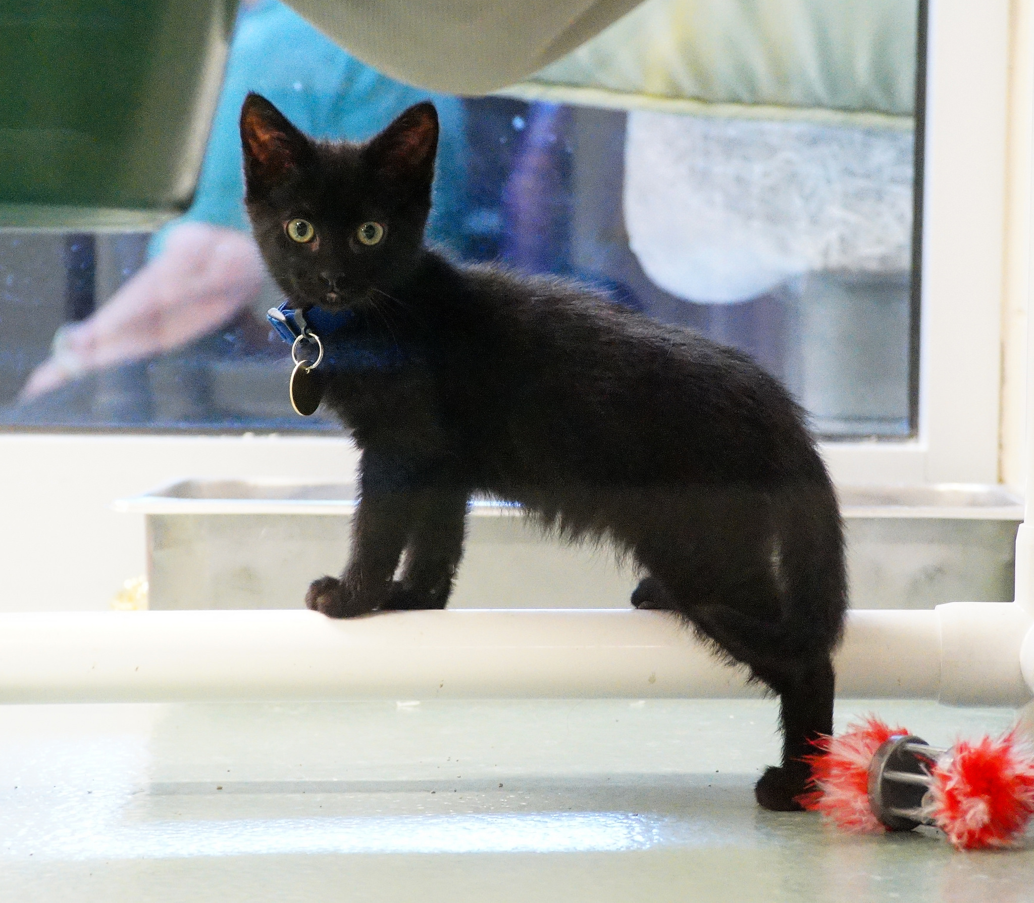 If you love cats -- there's a festival for you in Denver | 9news.com