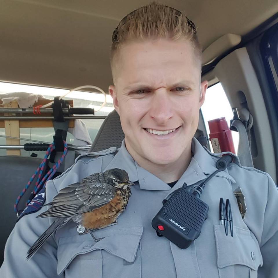 Baby bird falls in love with Arvada officer | 9news.com