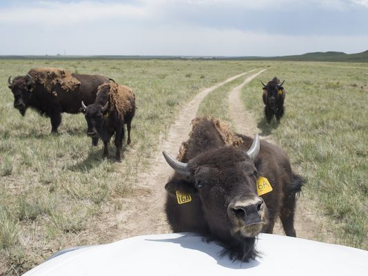 Get up close and personal with a rare herd of genetically pure bison ...