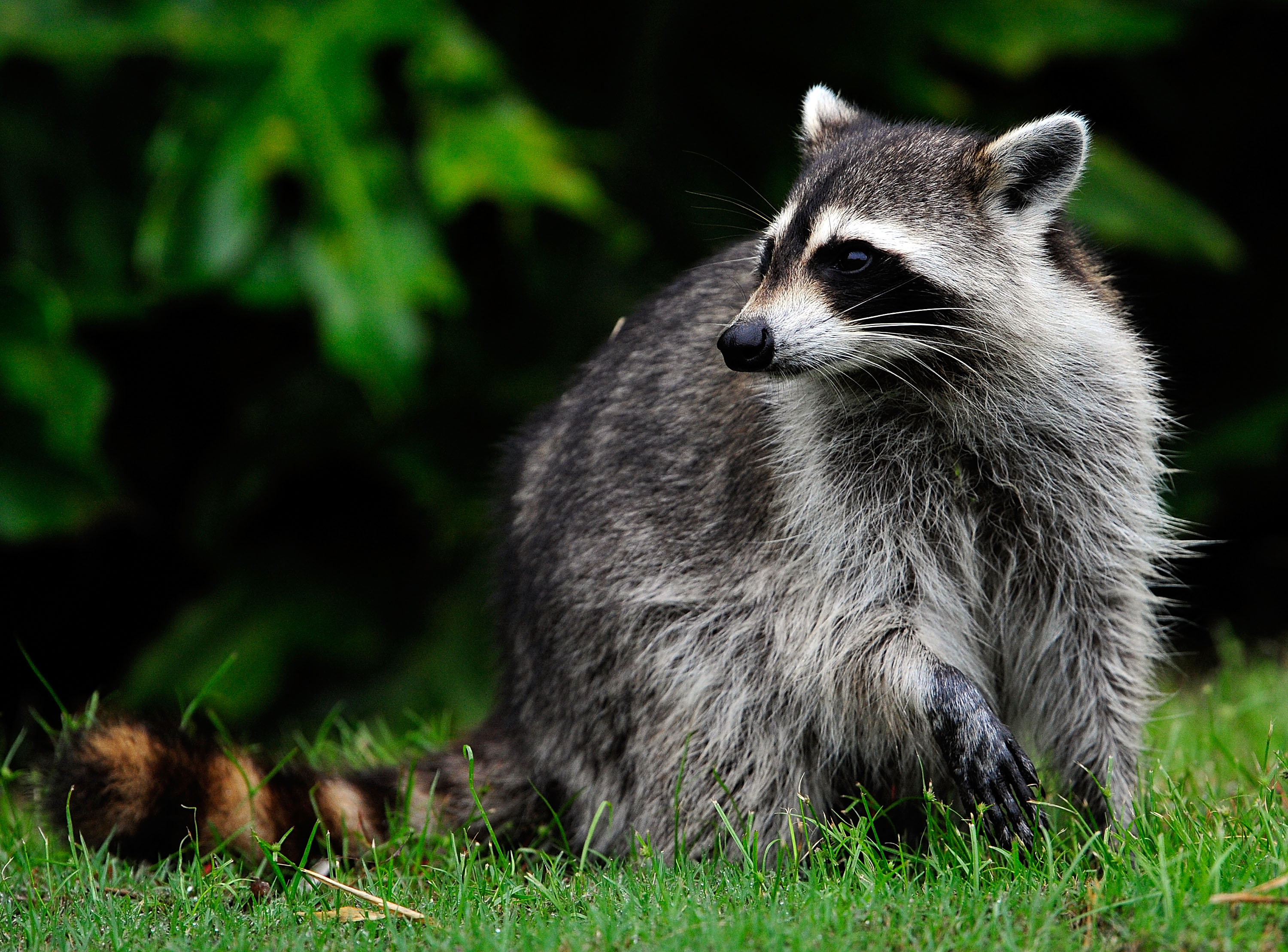 Raccoon versus energy transformer ends in fire, power outage | 9news.com