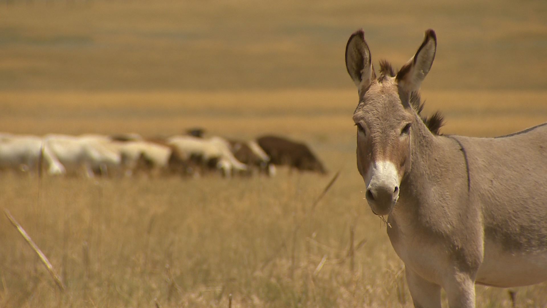 These donkeys in Aurora seriously act as sheep bodyguards | 9news.com