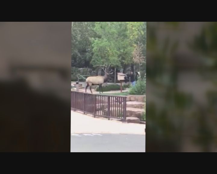 Elk killed after attacking 2 women in Estes Park | 9news.com