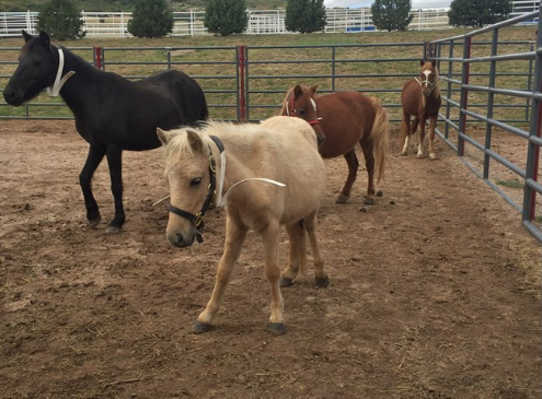 You can soon adopt a miniature horse | 9news.com