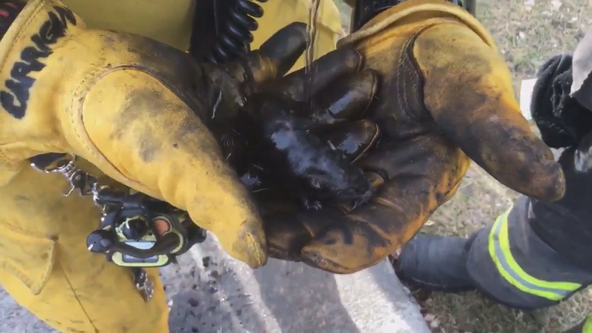 Firefighters rescue rodent, no one’s sure what it is | khou.com