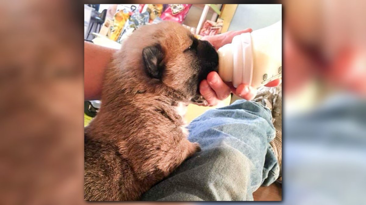 A mystery trooper is credited with saving this newborn puppy’s life ...