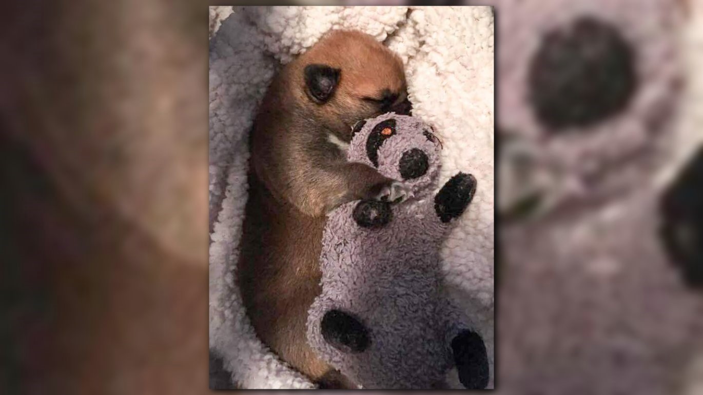 A mystery trooper is credited with saving this newborn puppy’s life ...