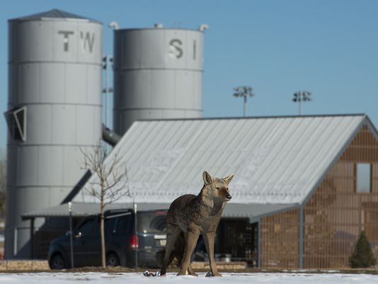 The fake coyotes at Twin Silo Park are crazy lifelike | 9news.com