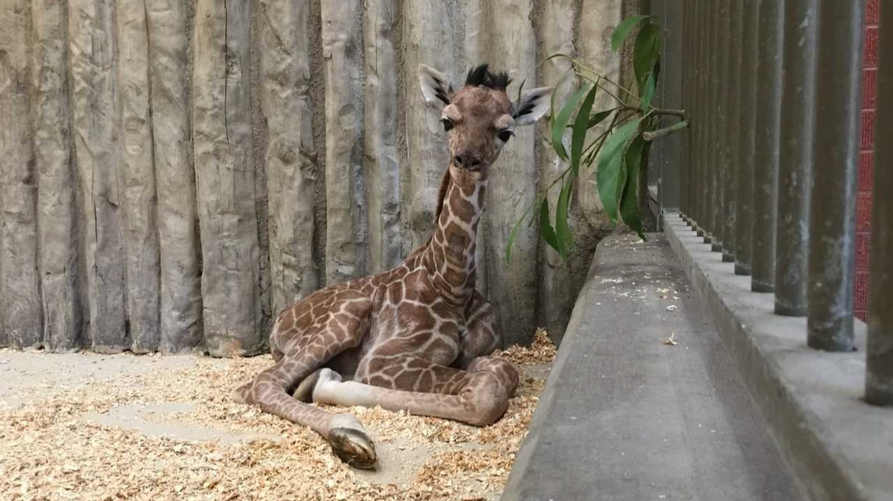 Dobby, Colorado's favorite giraffe, is having a birthday party and you ...