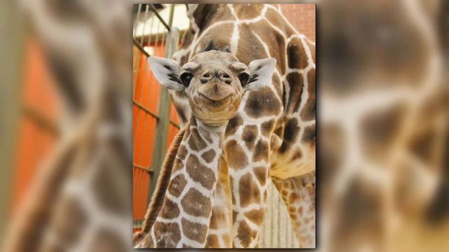 Dobby, Colorado's favorite giraffe, is having a birthday party and you ...