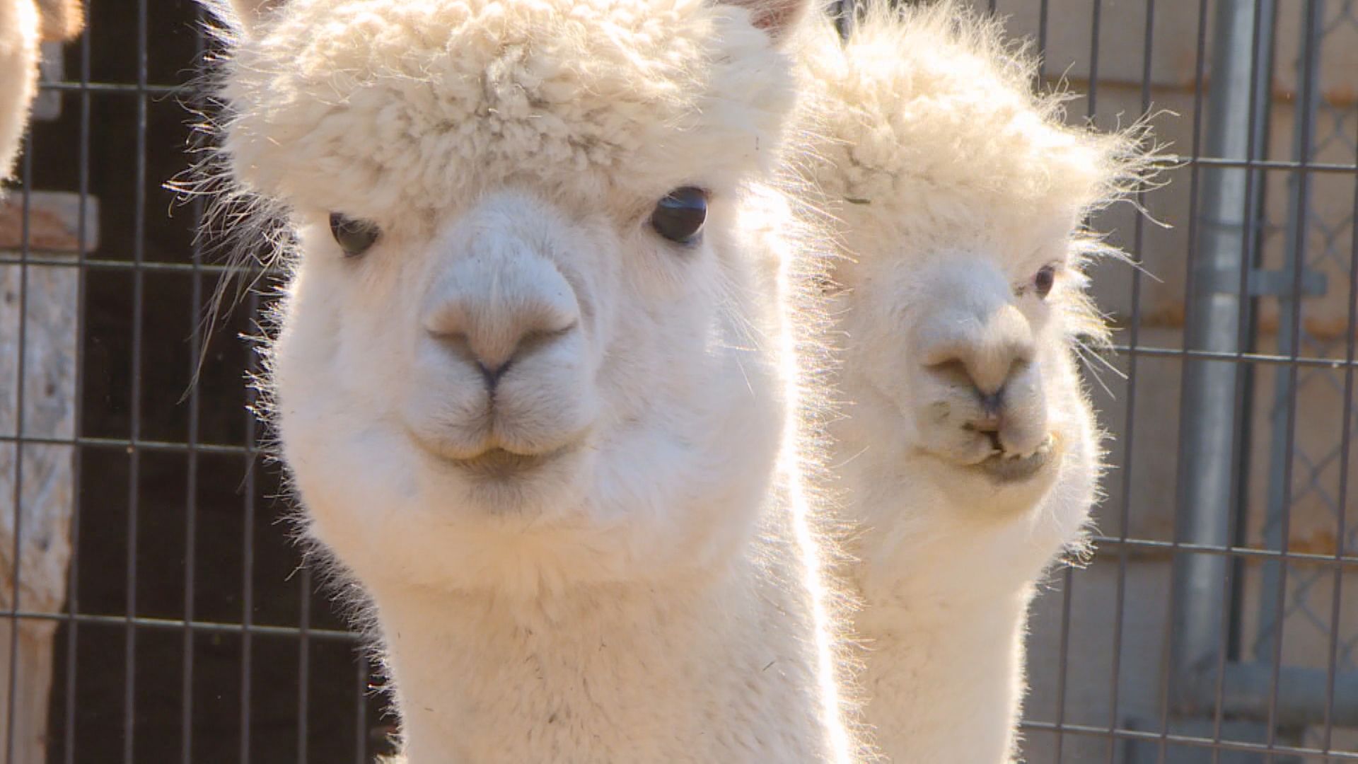 Animals at sanctuary survive threat of wildfire that raged just feet ...